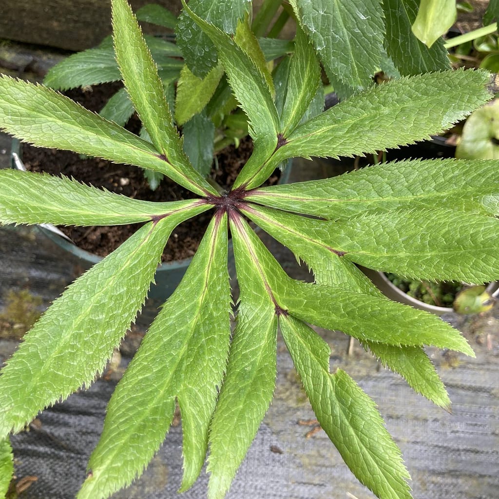 Species hellebores - The Hellebore Garden