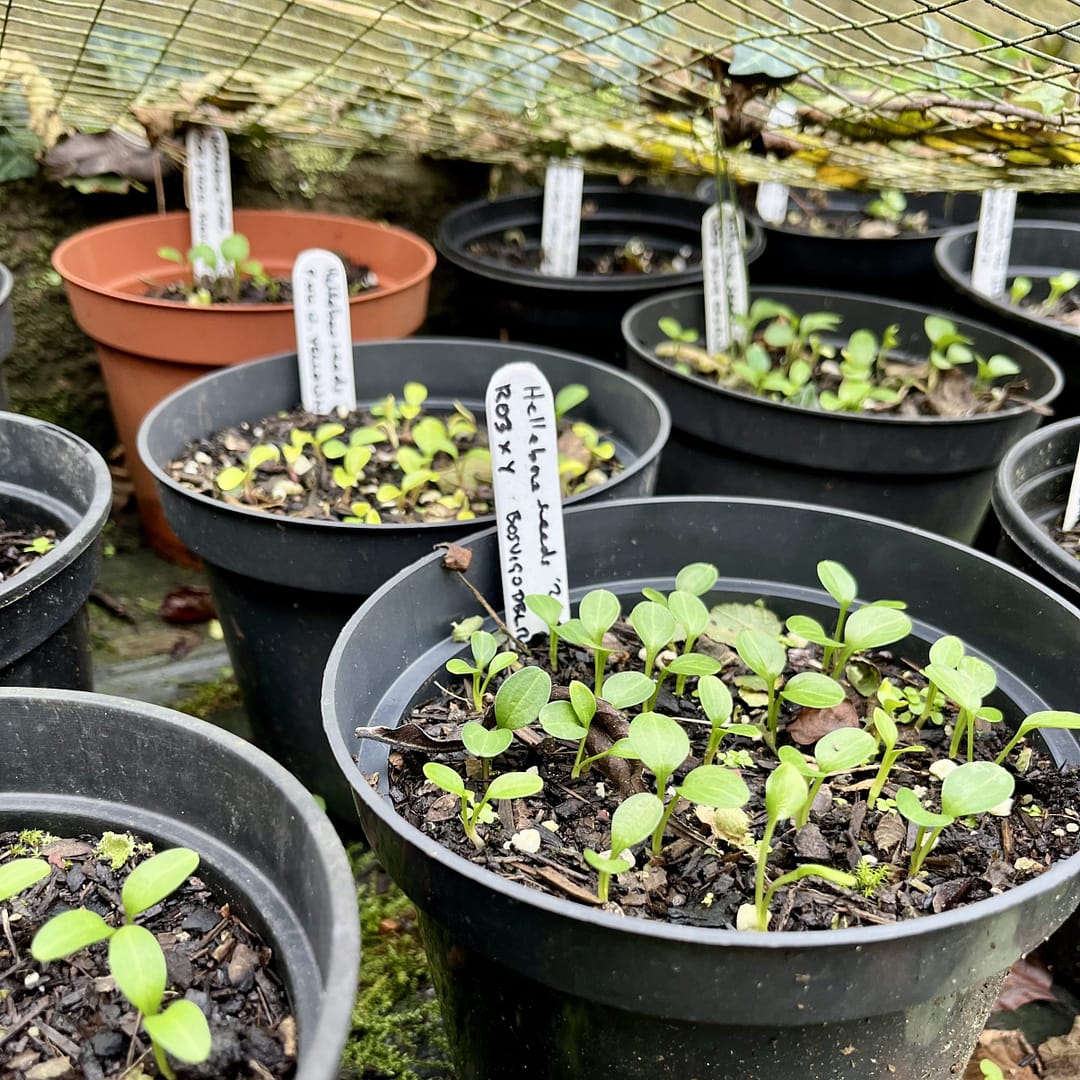 Growing hellebores from seed - The Hellebore Garden