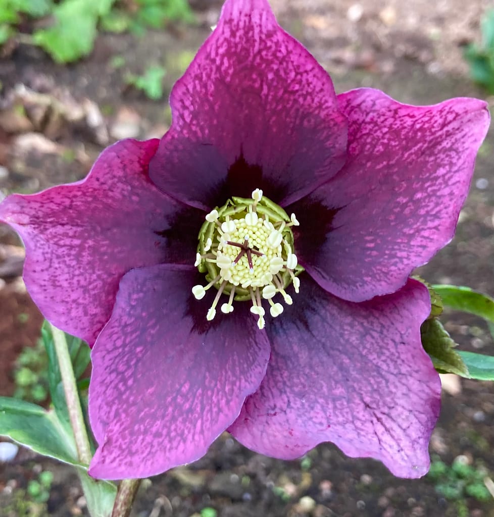 Home - The Hellebore Garden